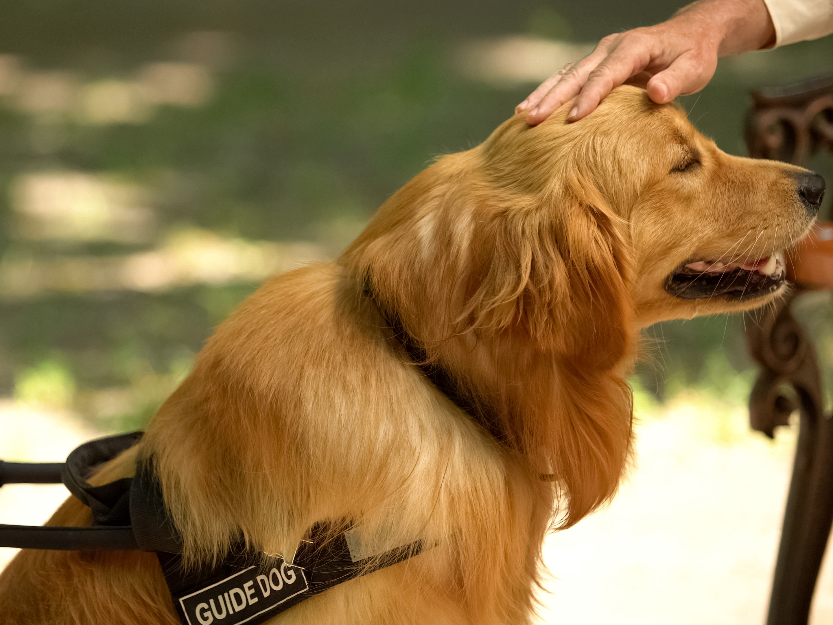 Fraser Blog - How do Assistance Dogs Help People? - Fraser